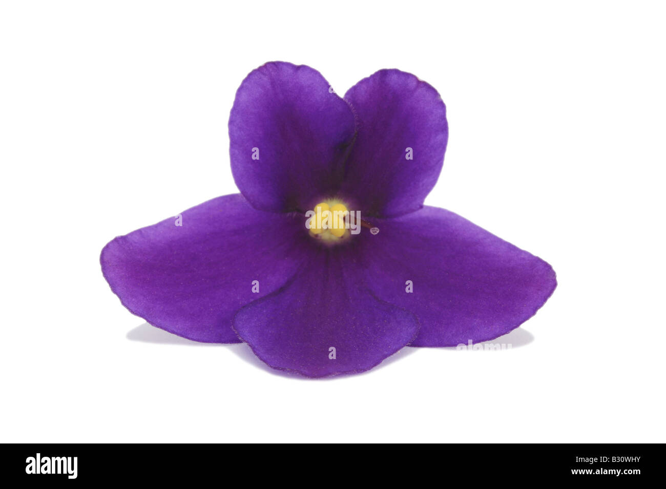 Saintpaulia ionantha violette africaine Banque d'image et photos - Alamy