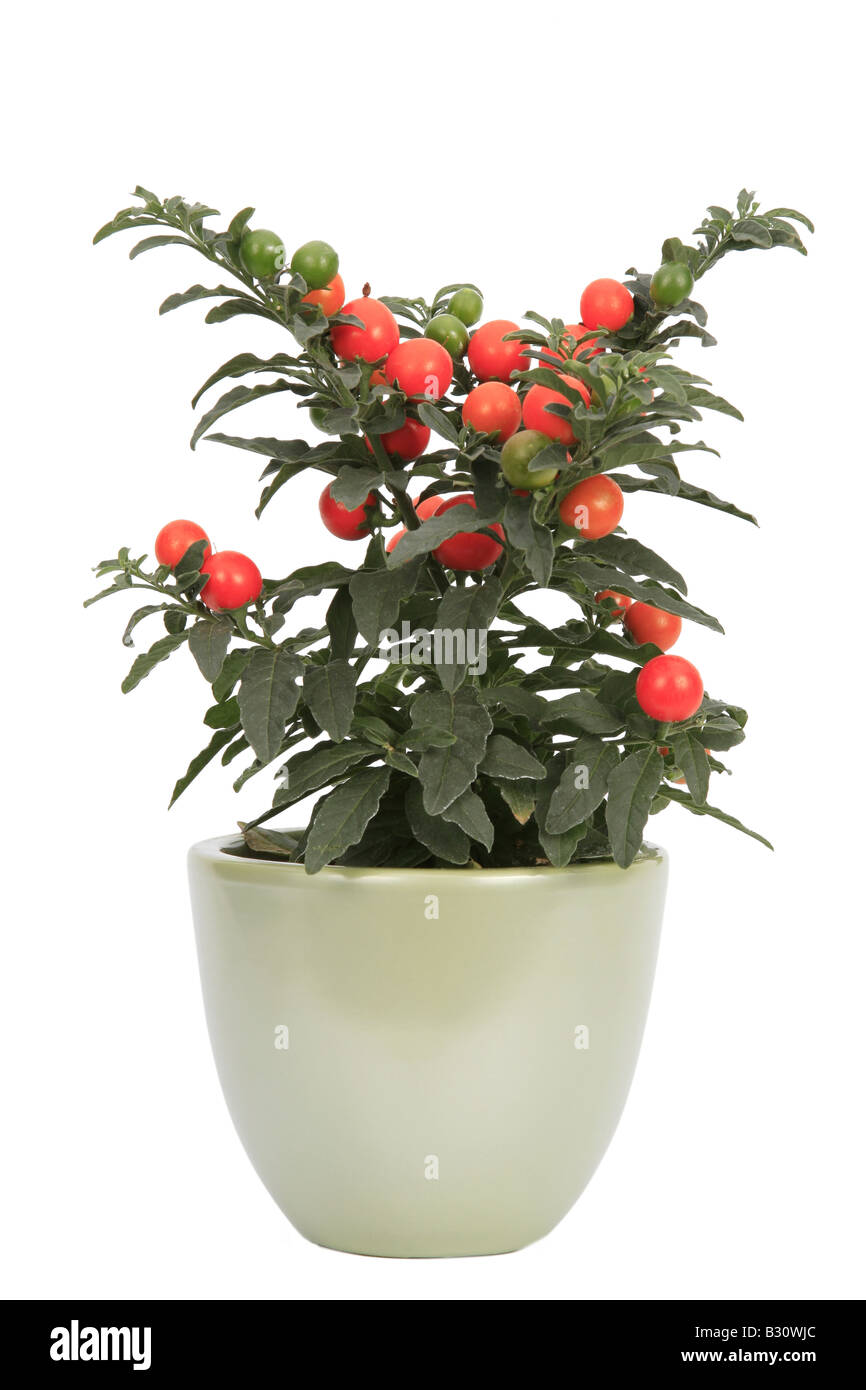 Solanum pseudo capsicum Banque de photographies et d’images à haute ...