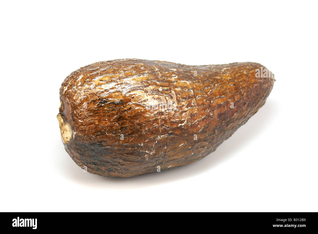 Tapioca cassava manihot esculenta Banque d'images détourées - Alamy