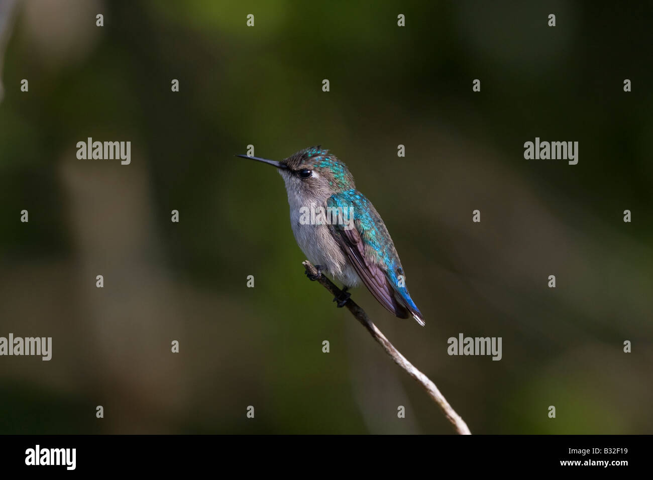 Colibri abeille Banque de photographies et d’images à haute résolution ...