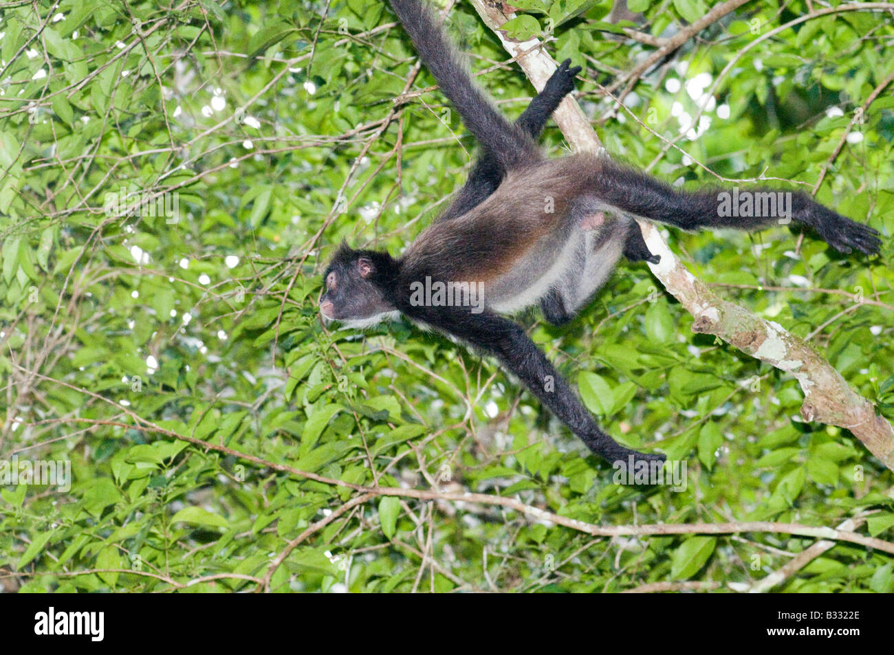 Singe araignée d'Amérique centrale Ateles geoffroyi balancer par fores ...