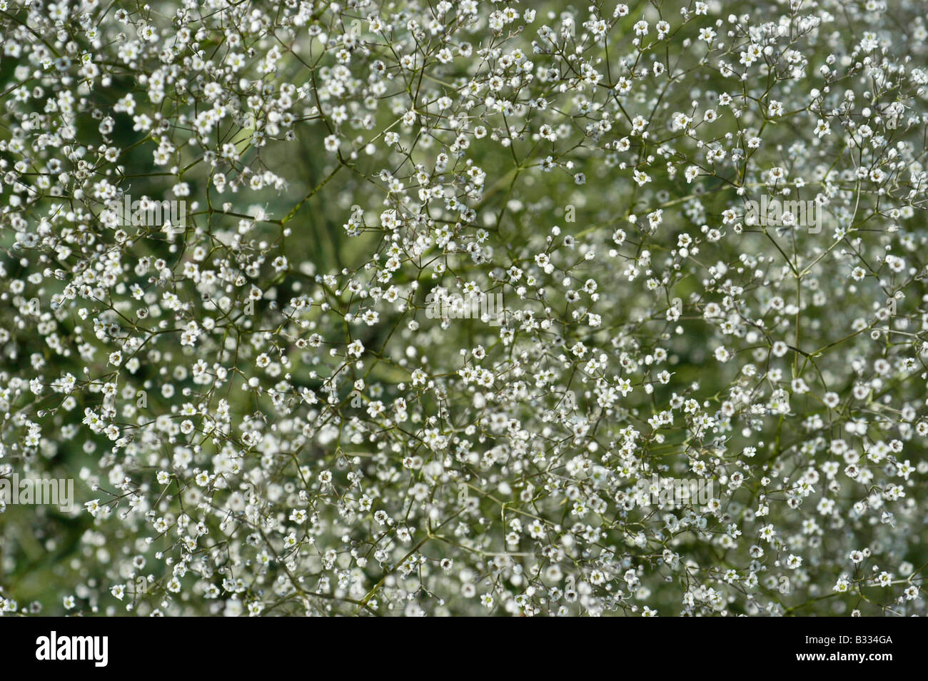 Plante charlie rampante ou urticaceae Banque de photographies et d ...
