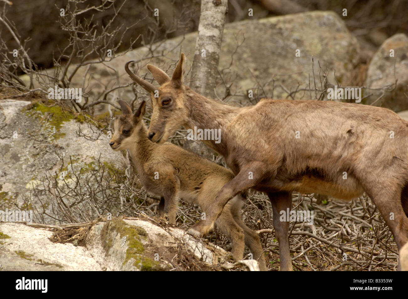 Isard pyrenees Banque de photographies et d’images à haute résolution ...