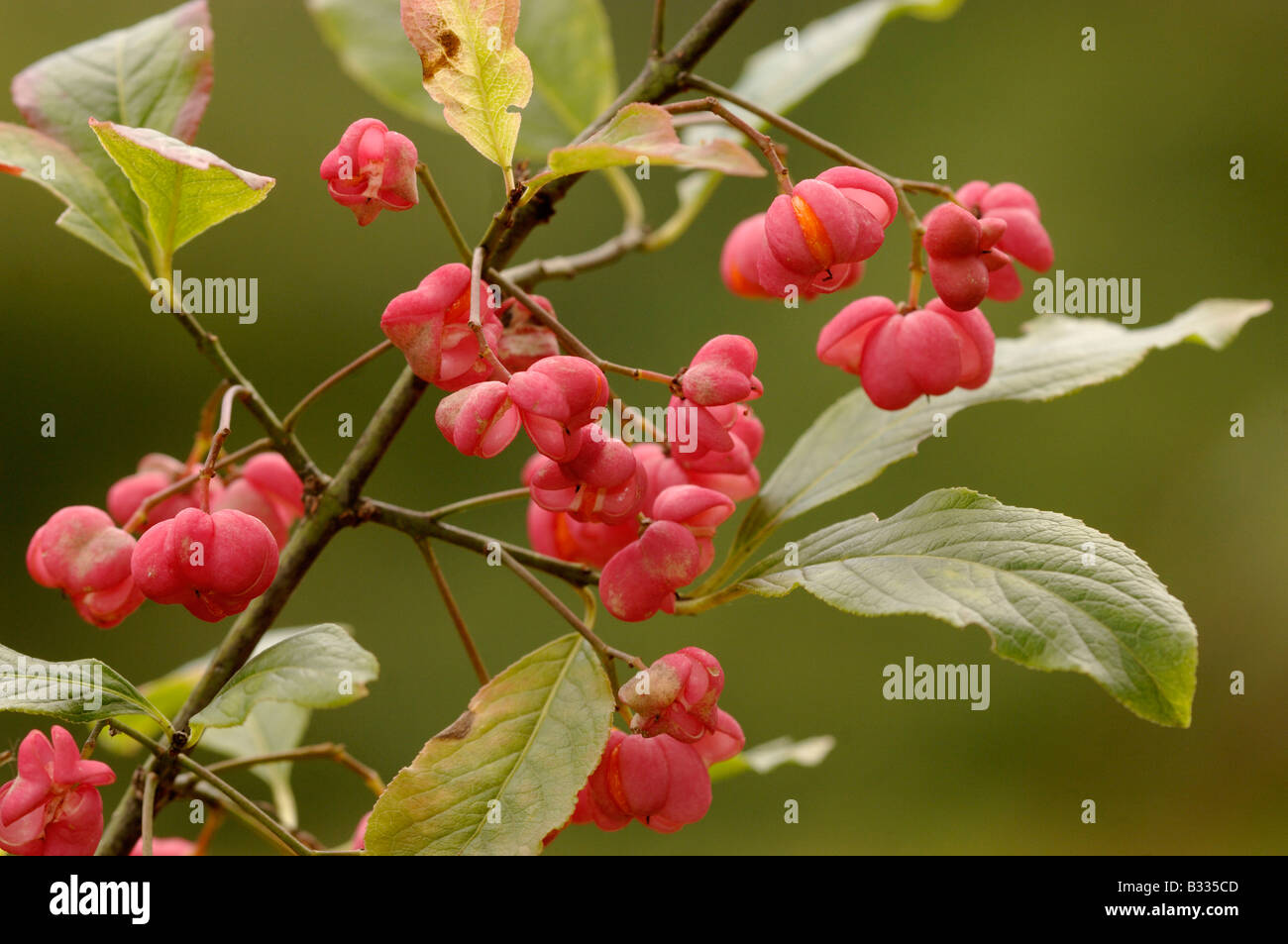 Arbre fusain euonymus Banque de photographies et d’images à haute ...