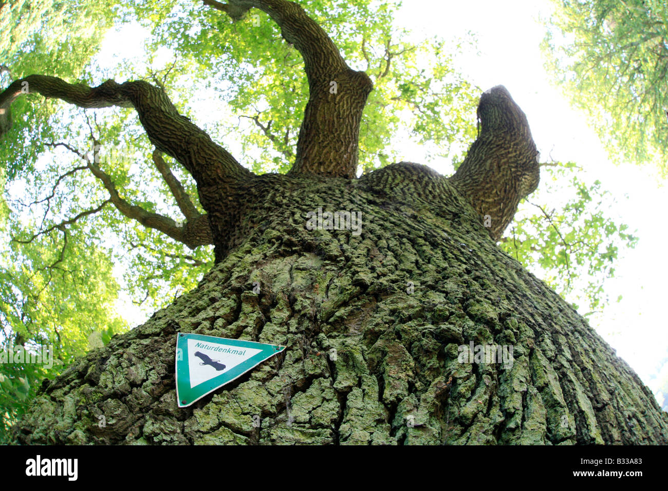 Quercus robur, chêne, chêne pédonculé, chêne anglais Photo Stock - Alamy