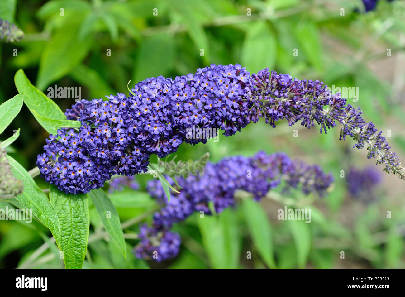 Buddleja davidii adonis blue Banque de photographies et d’images à ...