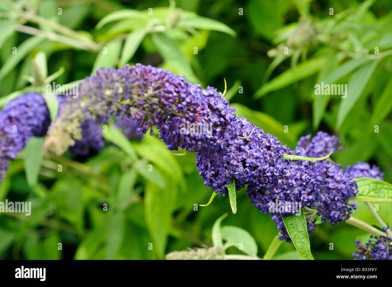 Buddleja davidii adonis blue Banque de photographies et d’images à ...