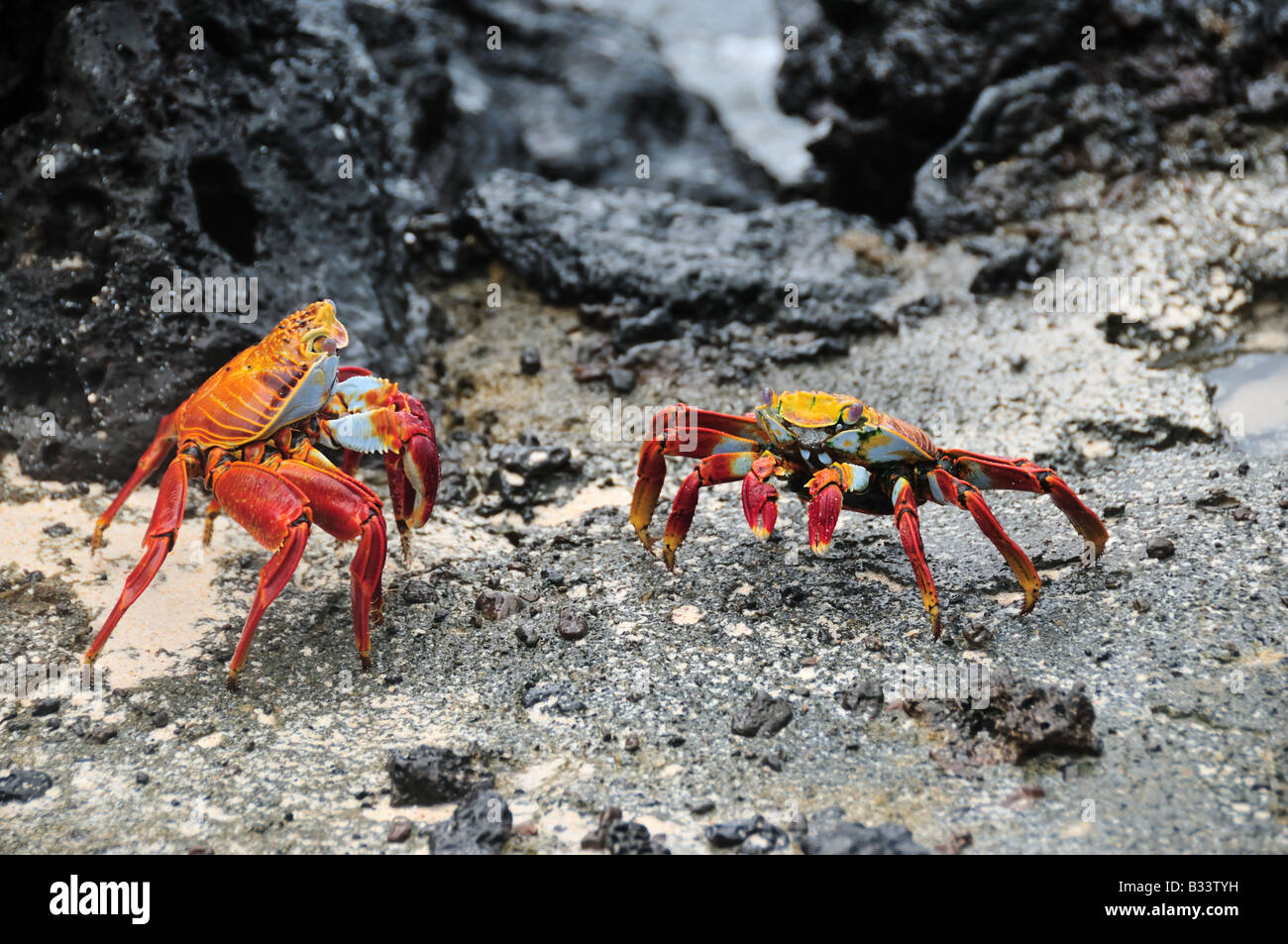 Deux crabes rouges Banque de photographies et d’images à haute ...