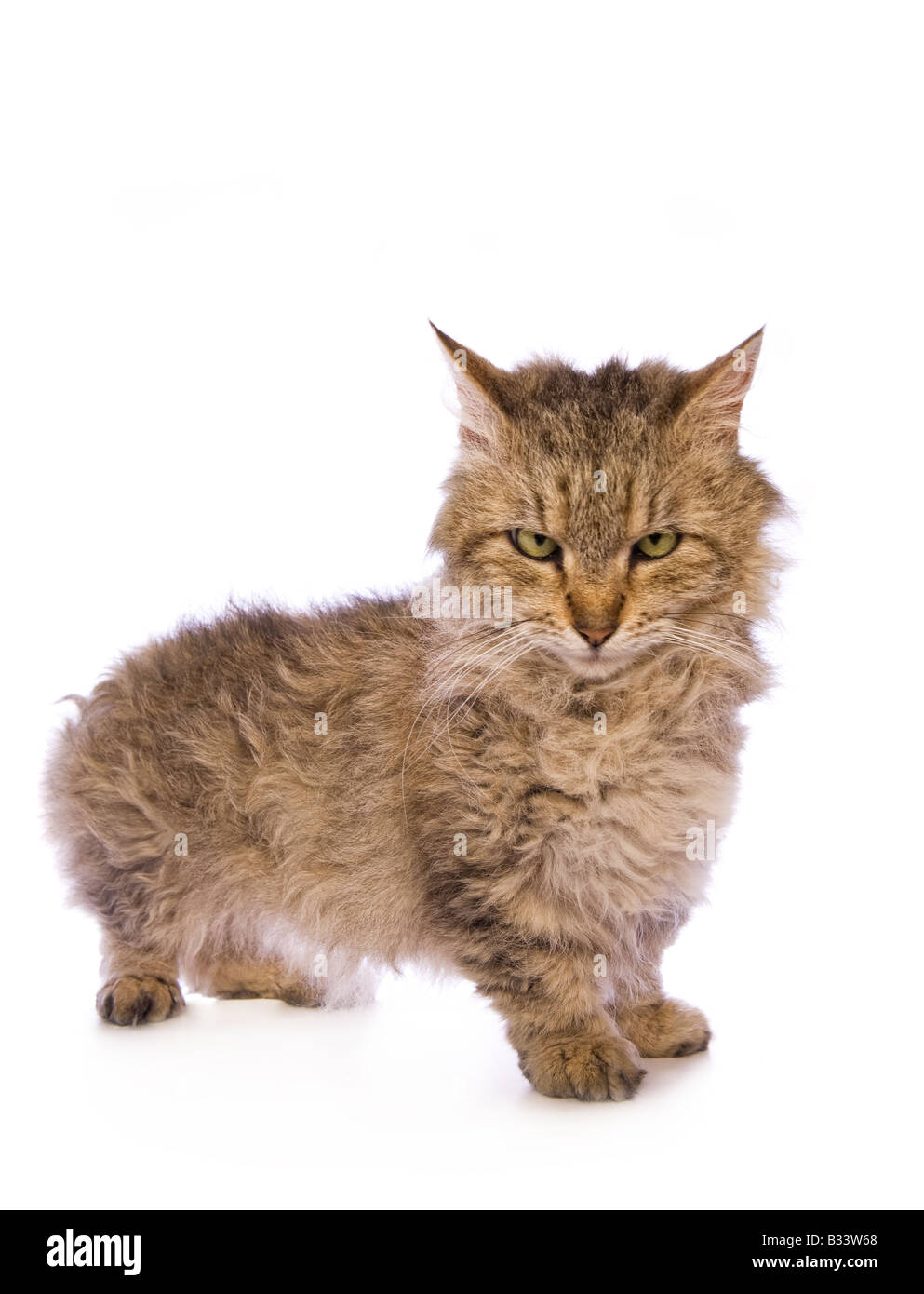 Humeur de chat Banque d'images détourées - Alamy