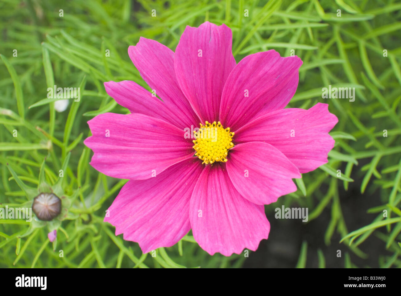 Fleur cosmos bipinnatus rose Banque de photographies et d’images à ...