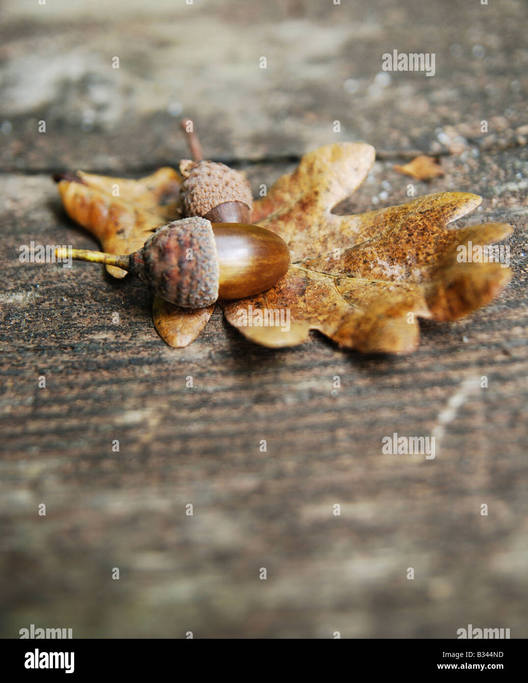 Feuille d'arbre de chêne et de glands Photo Stock - Alamy