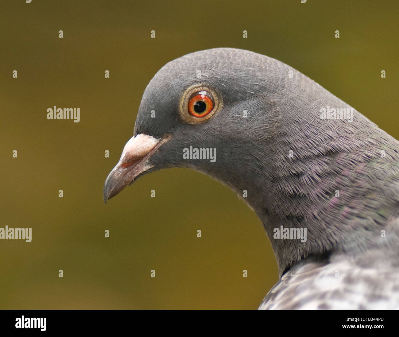 Oiseau Sauvage Pigeon Banque d'image et photos - Alamy
