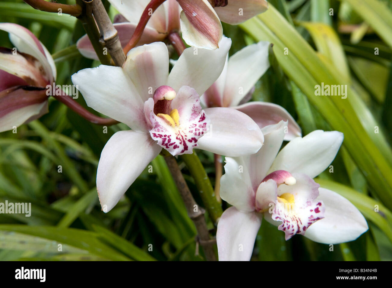 Orchidée cymbidium Banque de photographies et d’images à haute ...