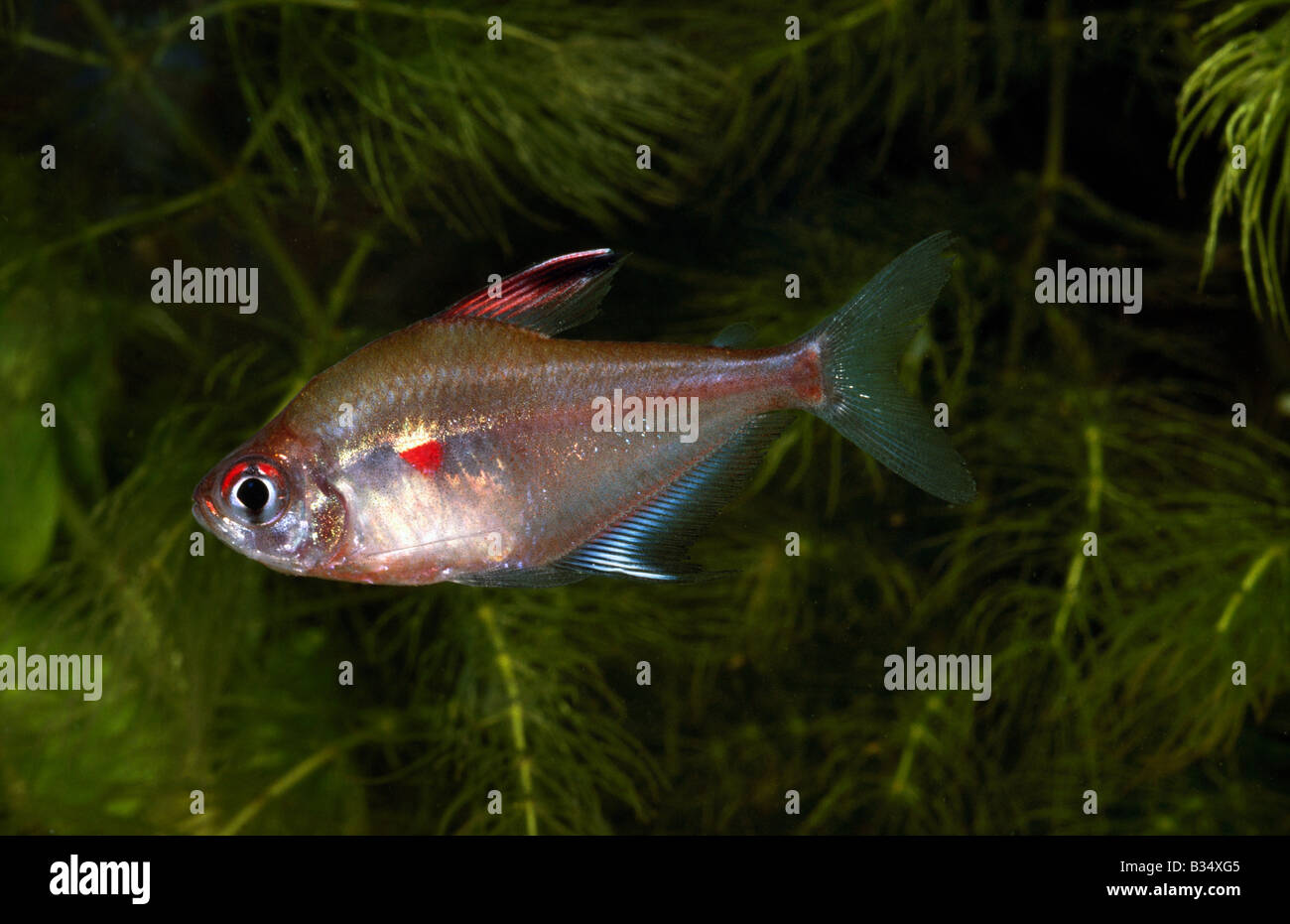 Poisson tétra Banque de photographies et d’images à haute résolution ...