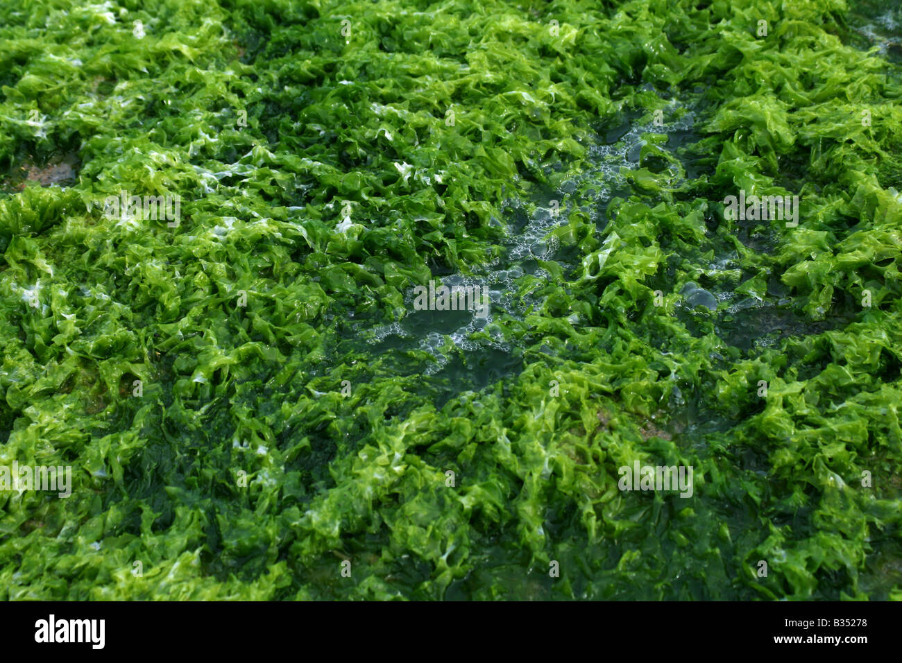 Les algues Banque de photographies et d’images à haute résolution - Alamy