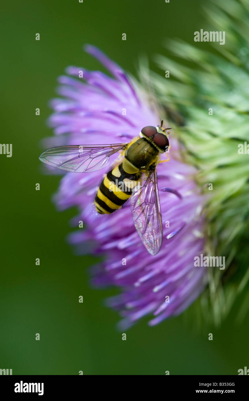 Syrphus ribesii syrphidae diptera Banque de photographies et d’images à ...