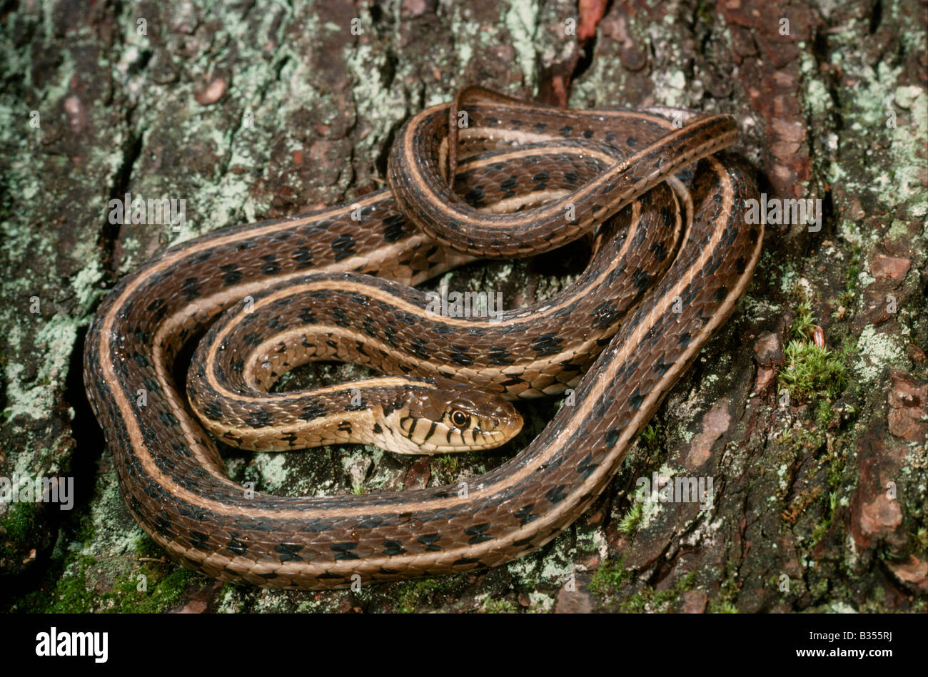 Thamnophis sirtalis Banque de photographies et d’images à haute ...