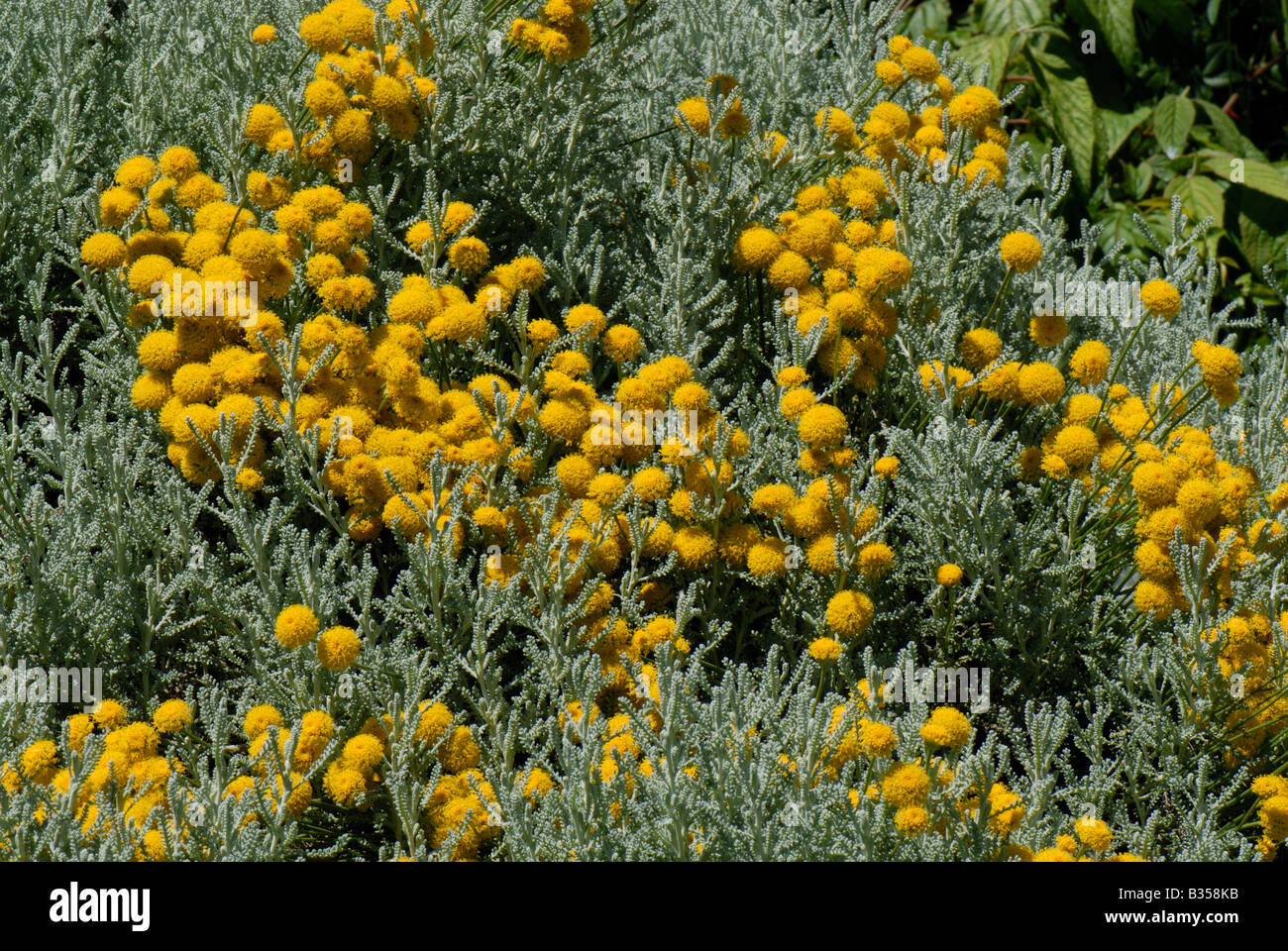Santolina Shrub Banque d'image et photos - Alamy