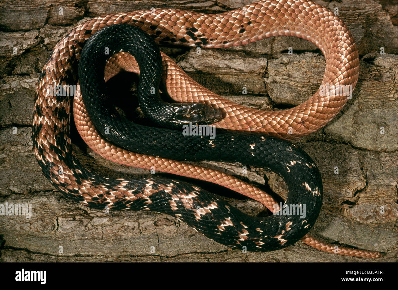 Nos serpents communs Banque de photographies et d’images à haute ...