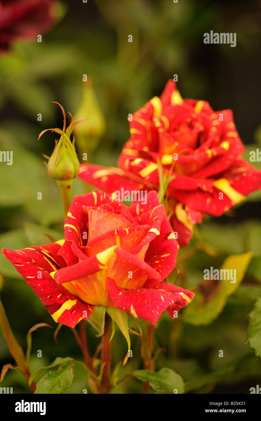 Abracadabra rose Banque de photographies et d’images à haute résolution ...