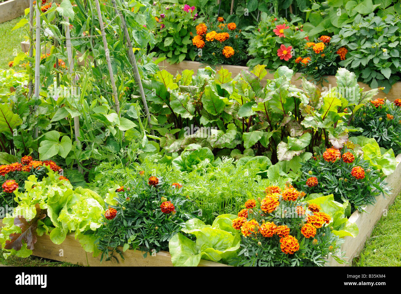 Jardin d'été avec un mélange de légumes et de fleurs style potager lits ...