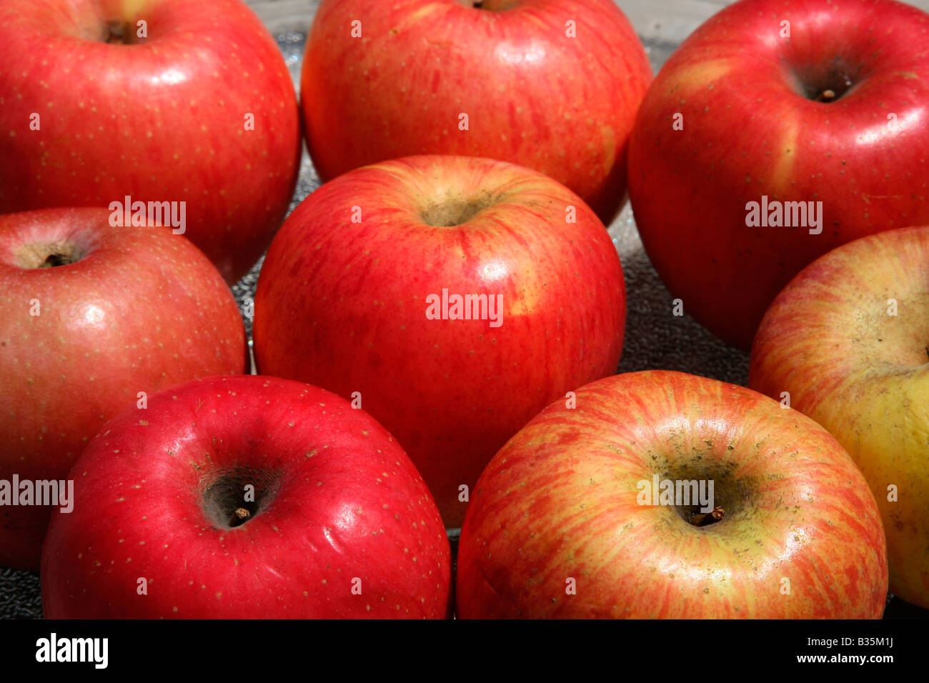 Pomme fruit maladie pomme Banque de photographies et d’images à haute ...