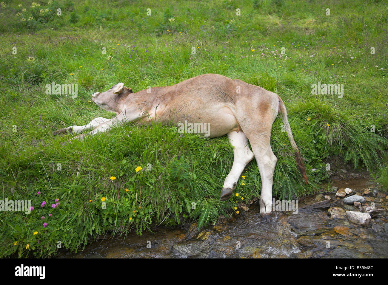 Vache malade Banque de photographies et d’images à haute résolution - Alamy