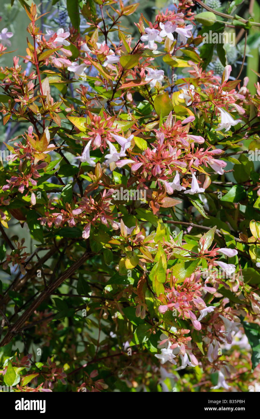 Abelia grandiflora Banque de photographies et d’images à haute ...
