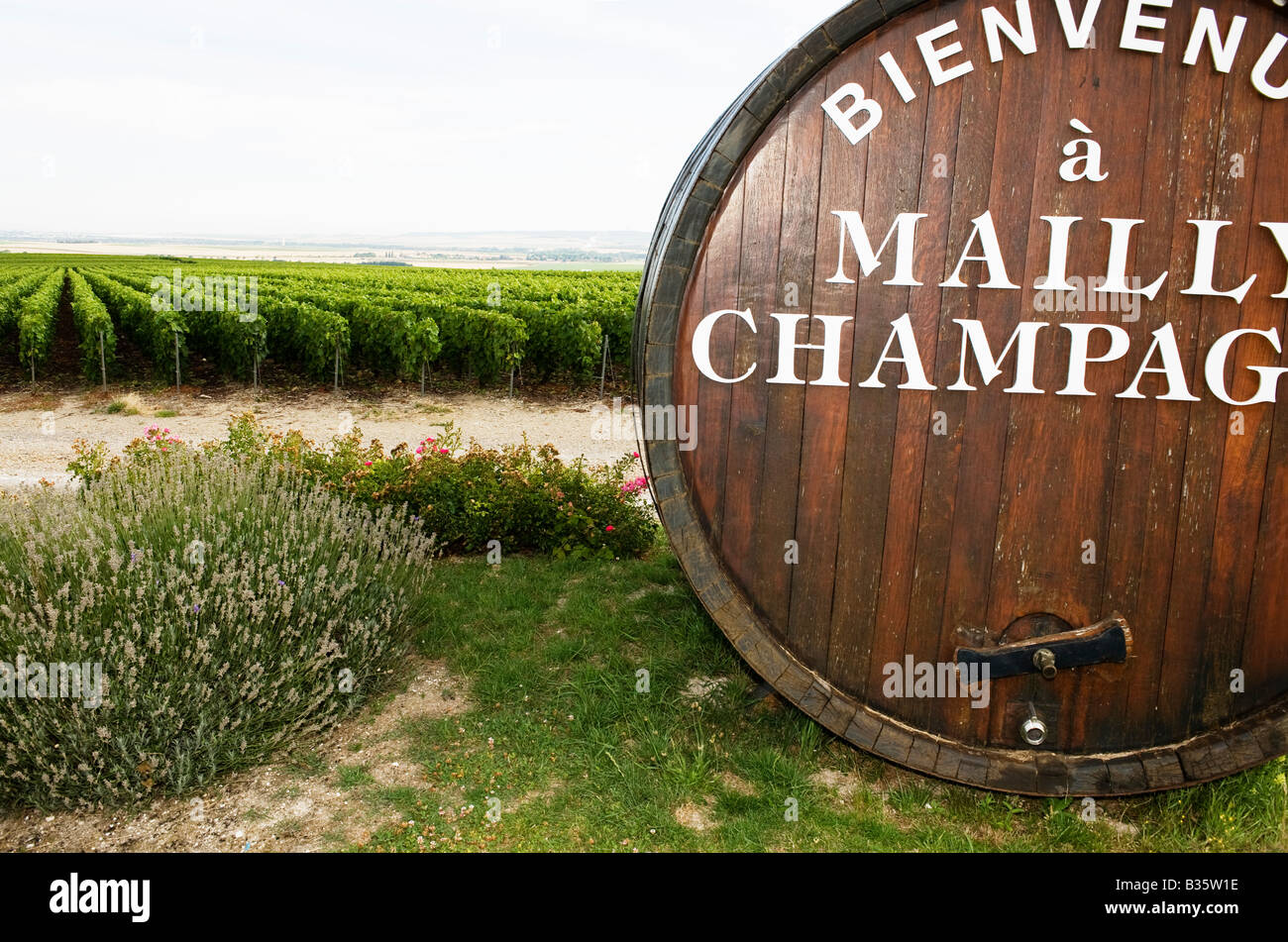 Vignes montagne de reims champagne ardenne route des vins Banque de ...
