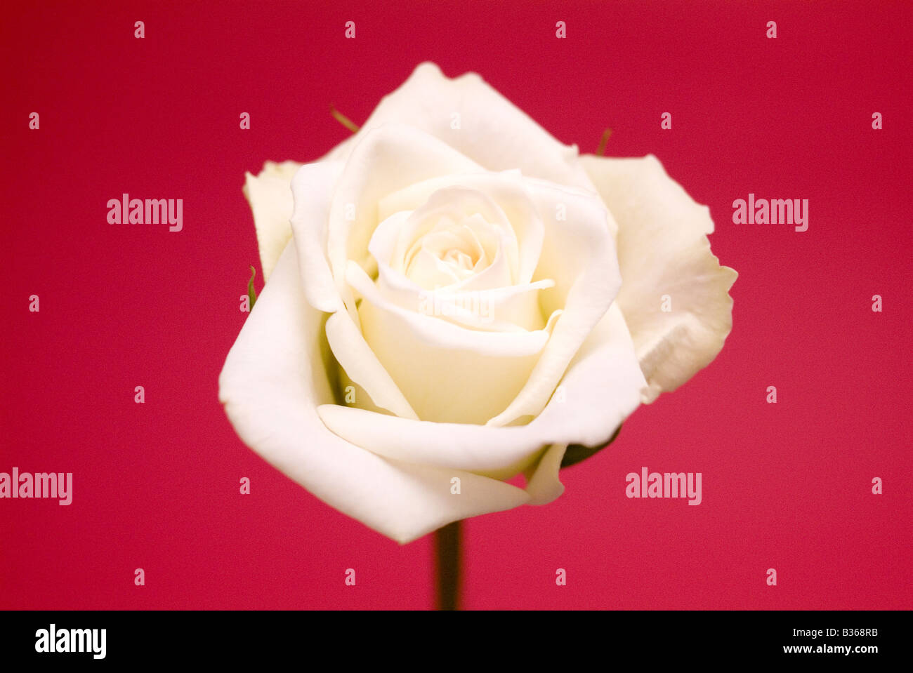 Fleur simple blanche Banque de photographies et d’images à haute ...