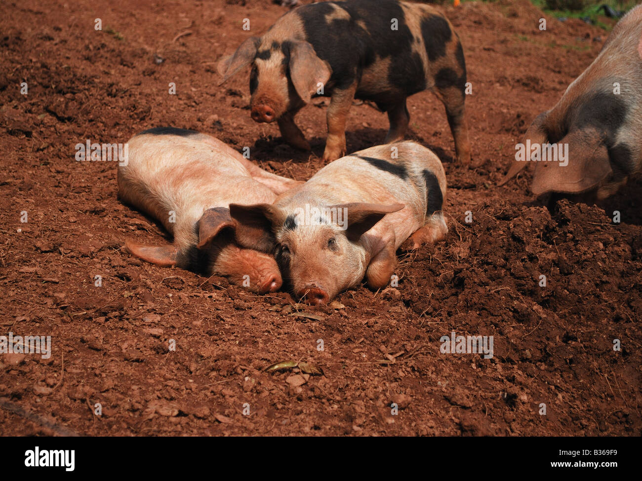 Gloucester vieux cochon tache deux cochons Banque de photographies et d ...