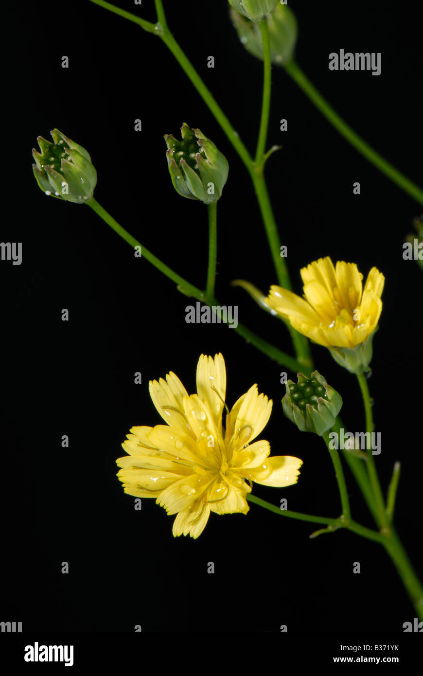 Lapsana communis Banque de photographies et d’images à haute résolution ...