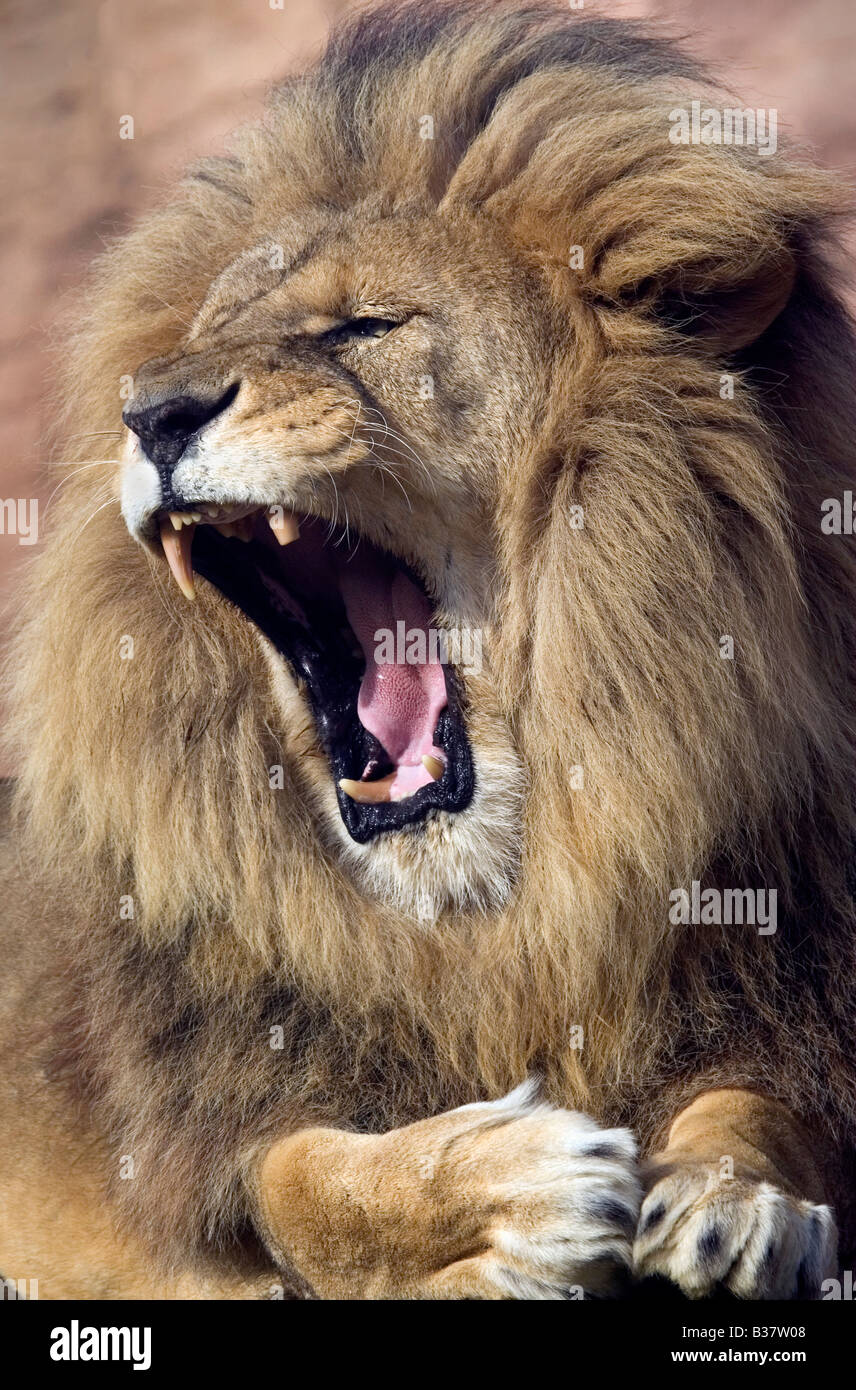 Rugissement de lion Banque de photographies et d’images à haute ...