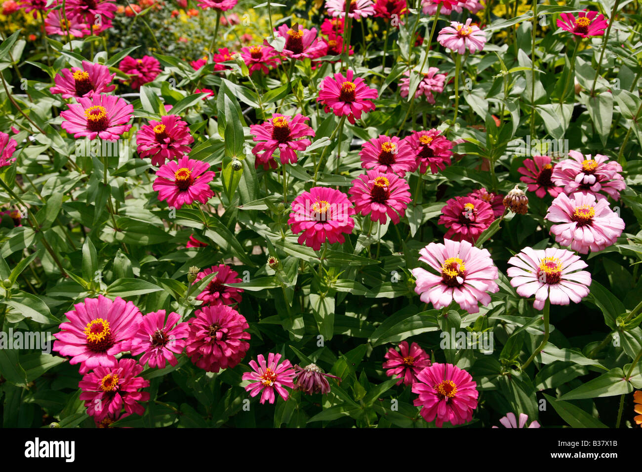 Fleur de xenia Banque de photographies et d’images à haute résolution ...