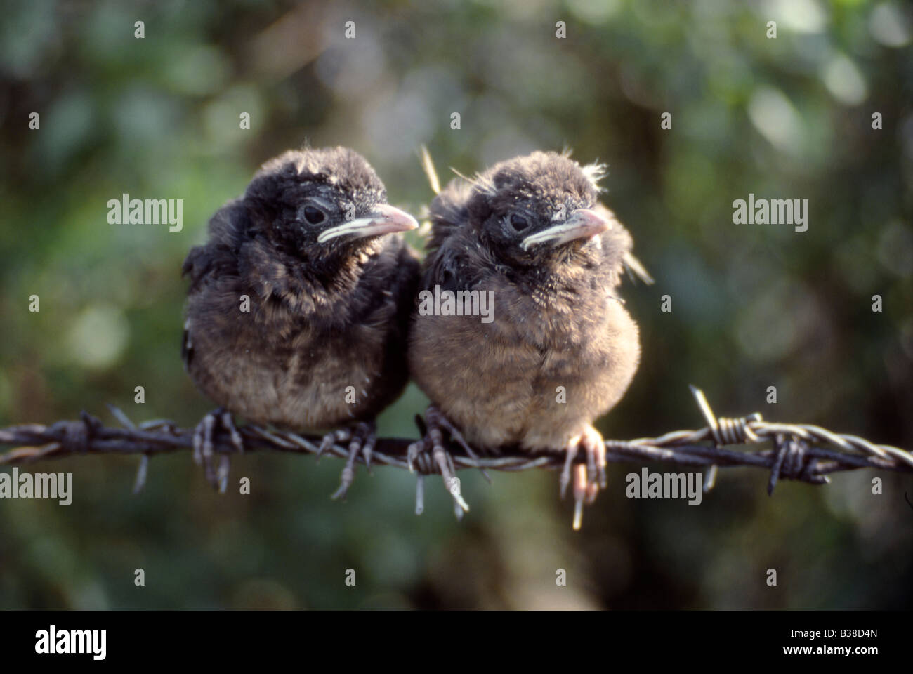 Deux jeunes merles Banque de photographies et d’images à haute ...