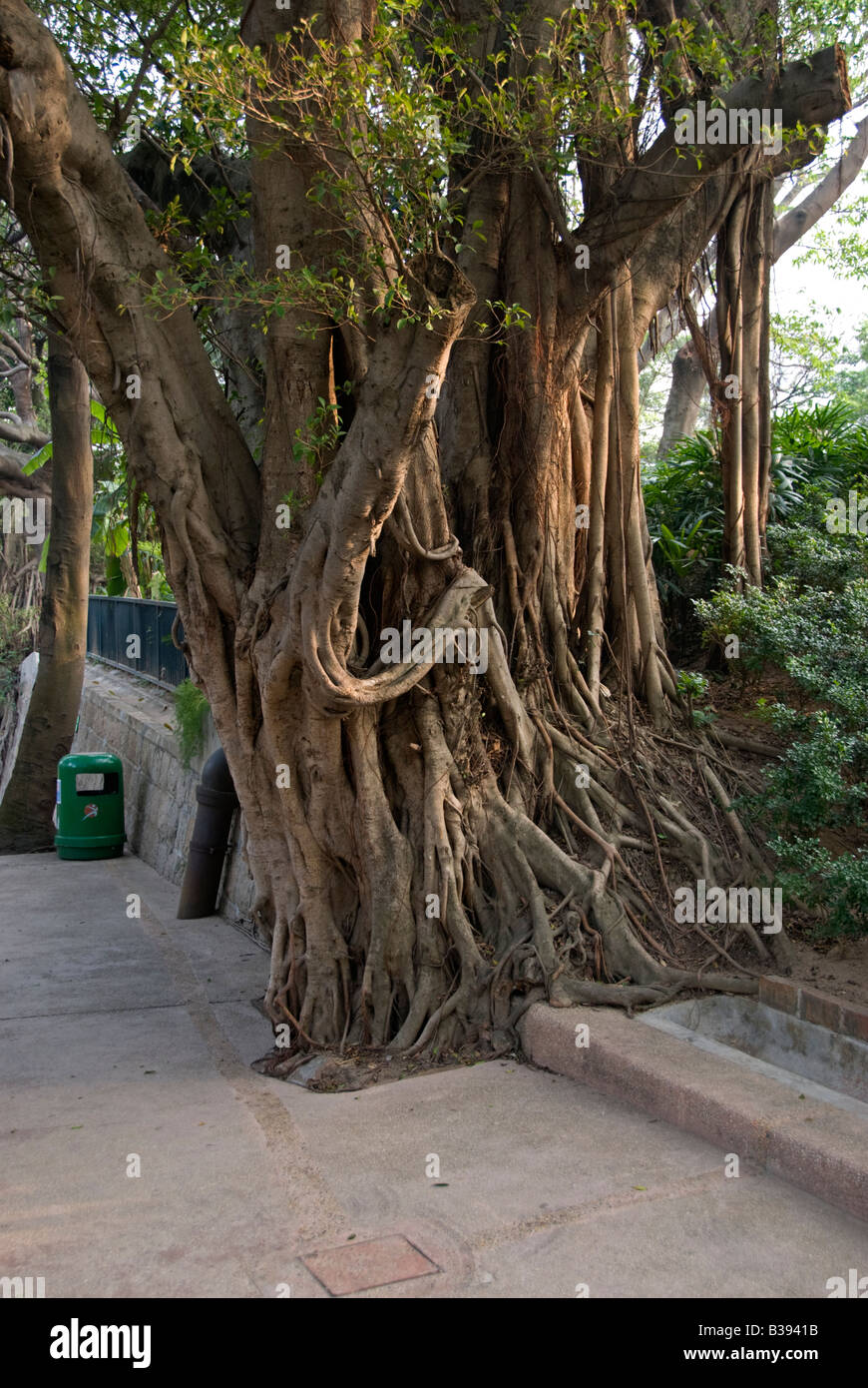 Chinese Banyan Tree : Ficus microcarpa. Hong Kong, Chine Photo Stock ...