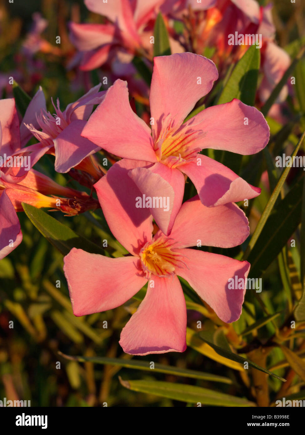 Flowers of oleanders nerium oleander Banque de photographies et d ...