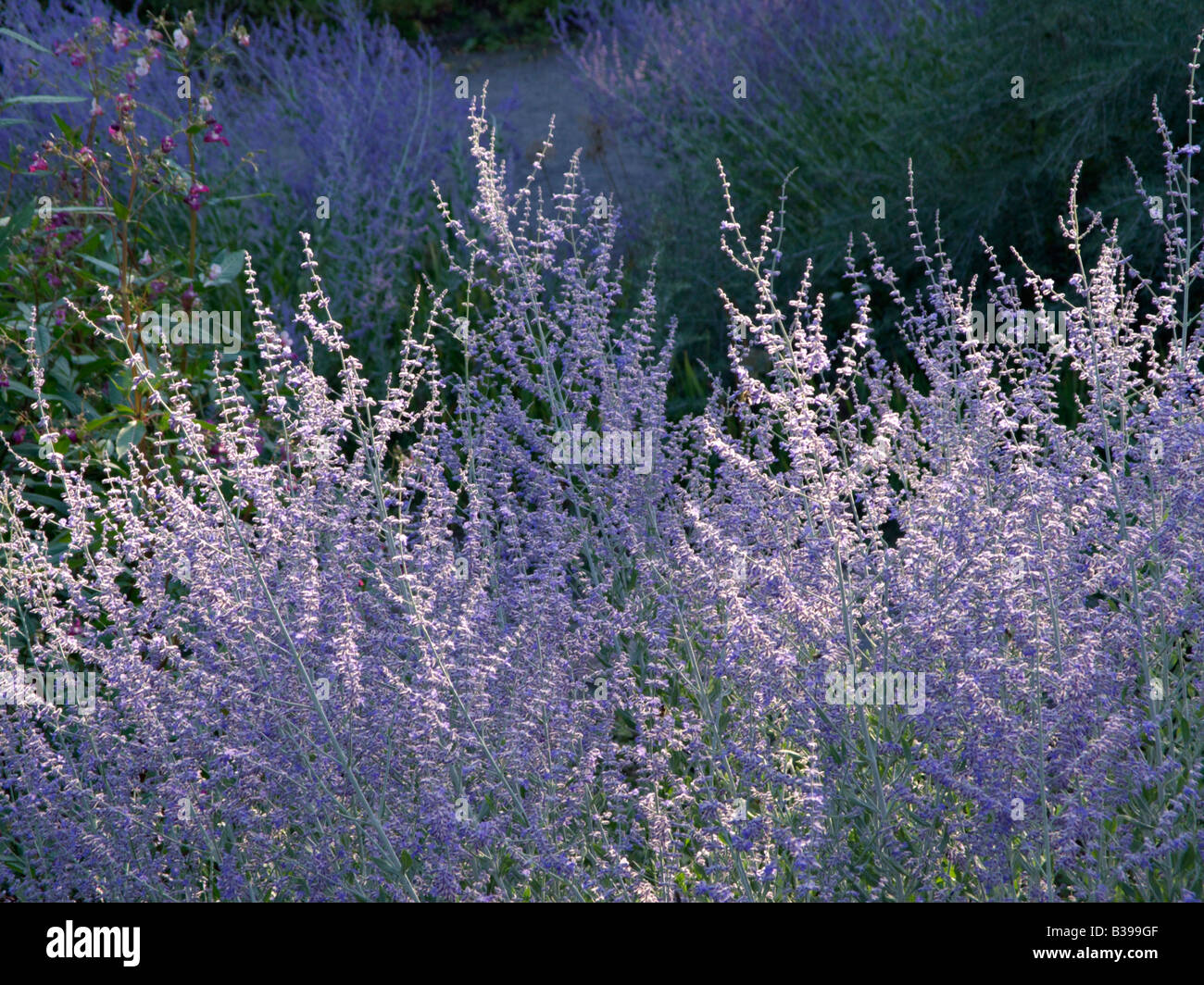 Russian sage perovskia atriplicifolia Banque de photographies et d ...