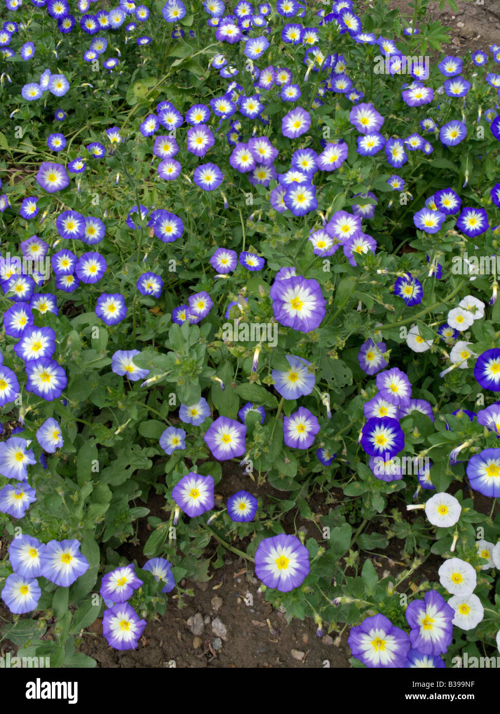 Blue bindweed convolvulus Banque de photographies et d’images à haute ...