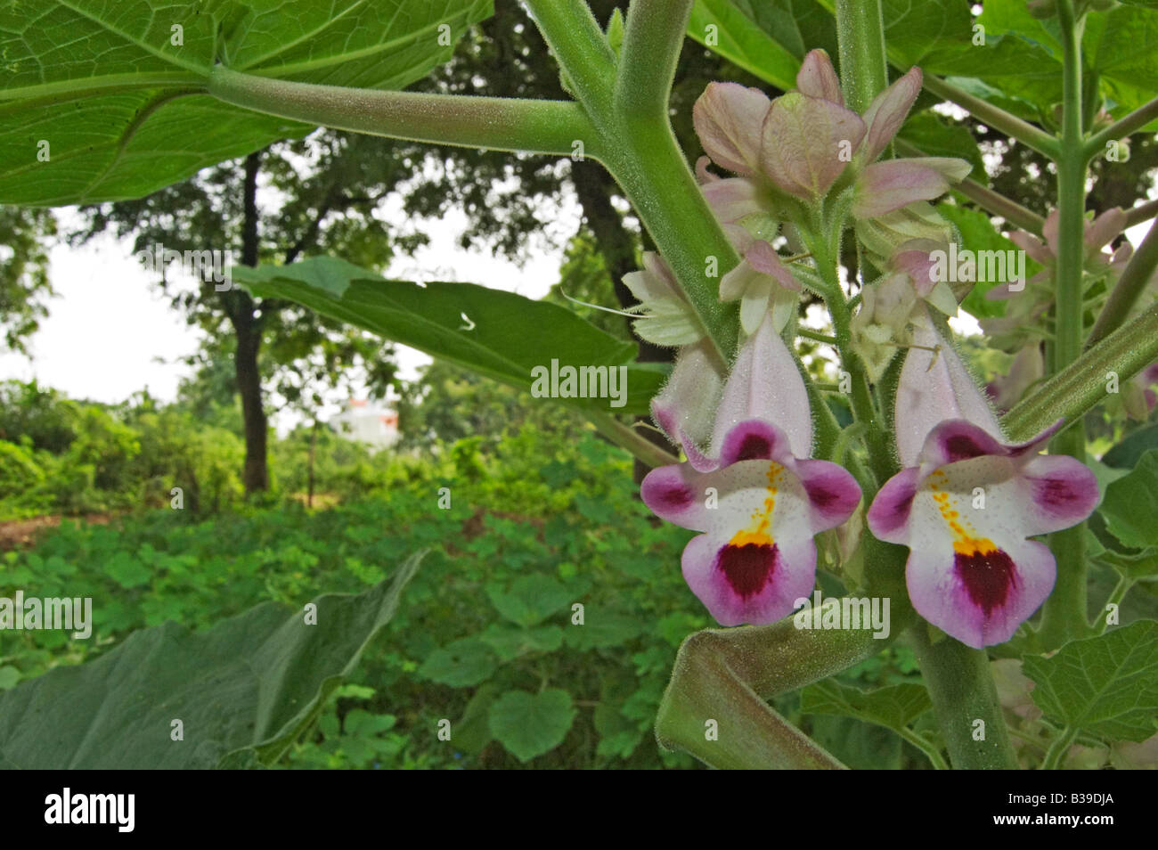 Plante de griffe de diables Banque de photographies et d’images à haute ...