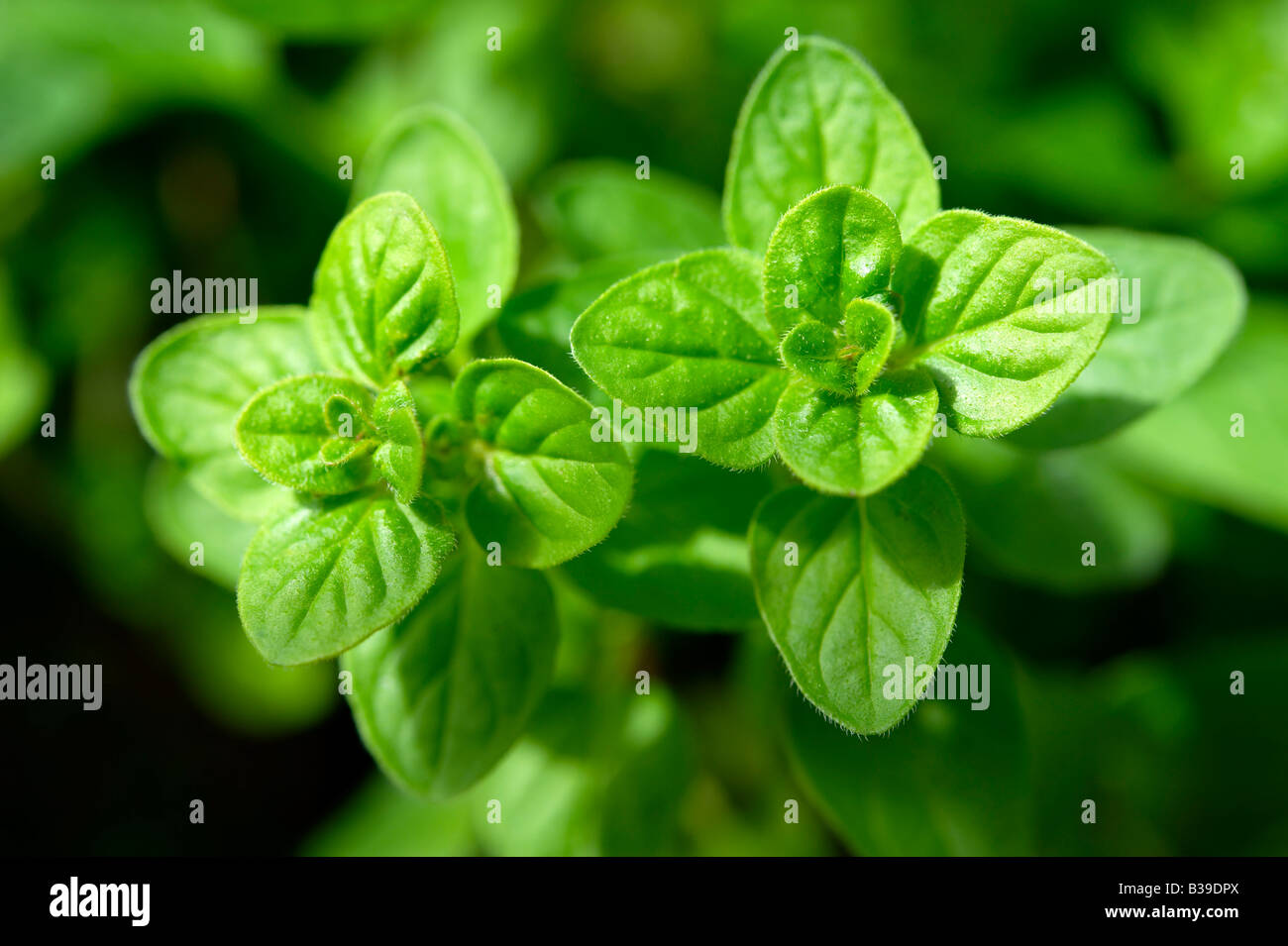 Growing oregano Banque de photographies et d’images à haute résolution ...
