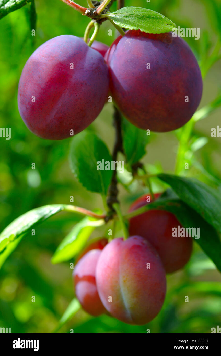 Prunus domestica victoria Banque de photographies et d’images à haute ...