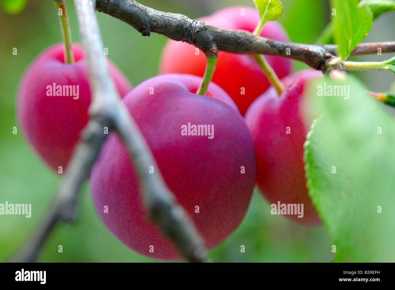 Fruit rouge dans un arbre Banque de photographies et d’images à haute ...