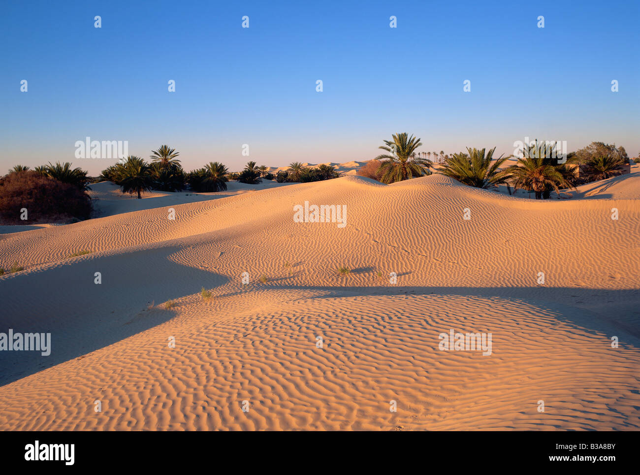 Tunisia douz oasis palms desert Banque de photographies et d’images à ...