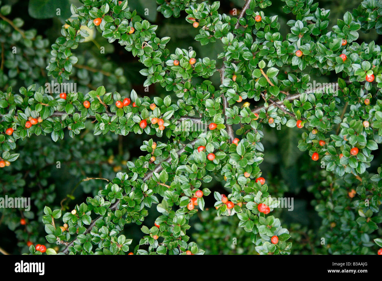 Arbuste aux fruits rouges Banque de photographies et d’images à haute ...