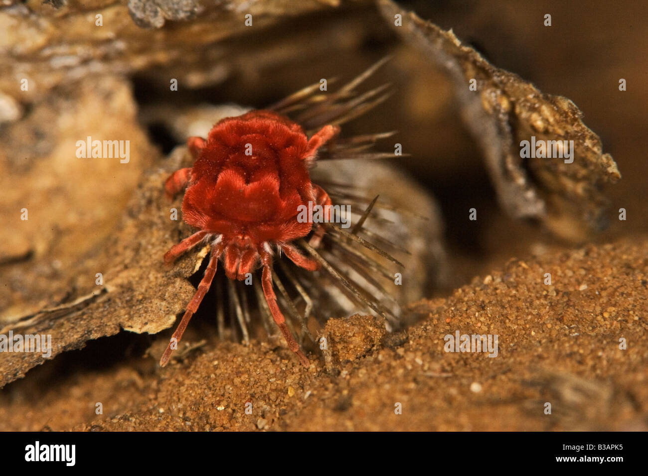 Acarien rouge Banque de photographies et d’images à haute résolution ...