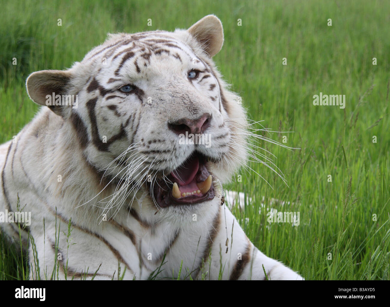 Tigre du Bengale, Panthera leo Photo Stock - Alamy