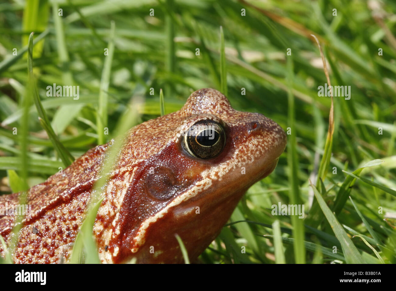 Grenouille Rousse, Rana temporaria, avec une teinte rosée à elle, une ...