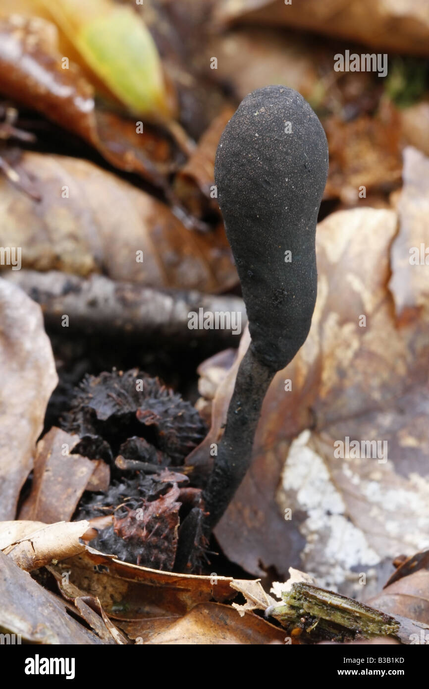 Xylaria polymorpha Banque de photographies et d’images à haute ...