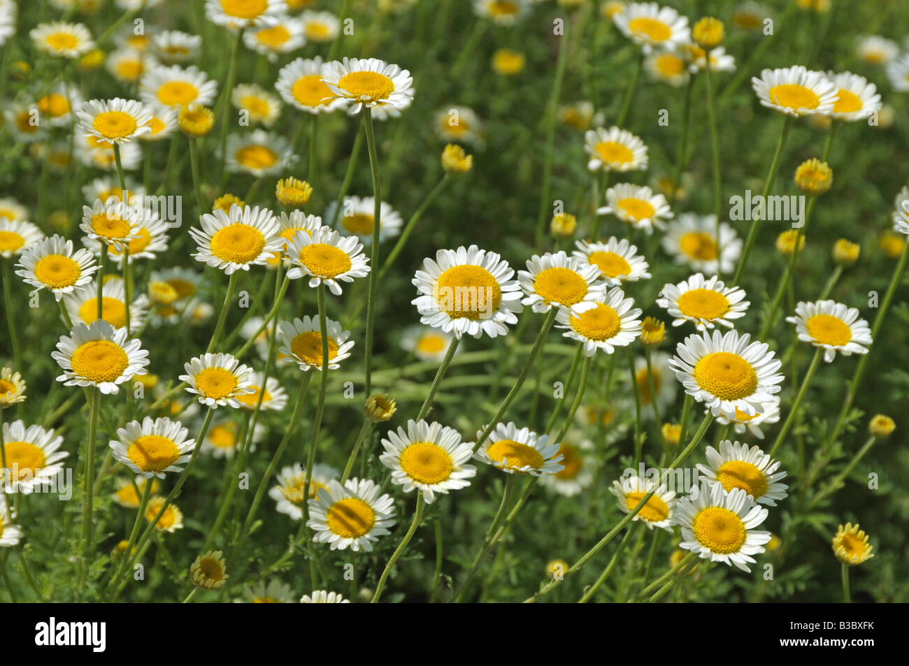 Pyrethrum tanacetum cinerariifolium en floraison Banque de photographies et d’images à haute ...